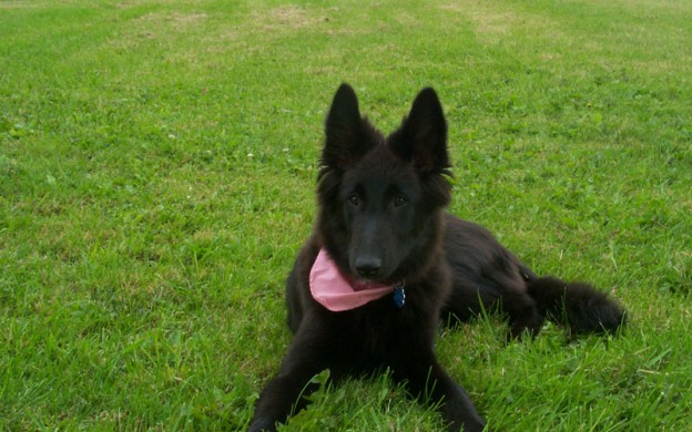 Schipperke - Dogslife. Dog Breeds Magazine
