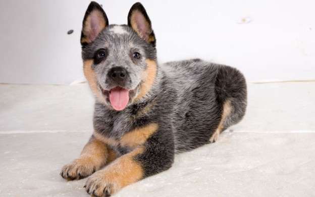 Australian Cattle Dog breed - Dogslife. Dog Breeds Magazine