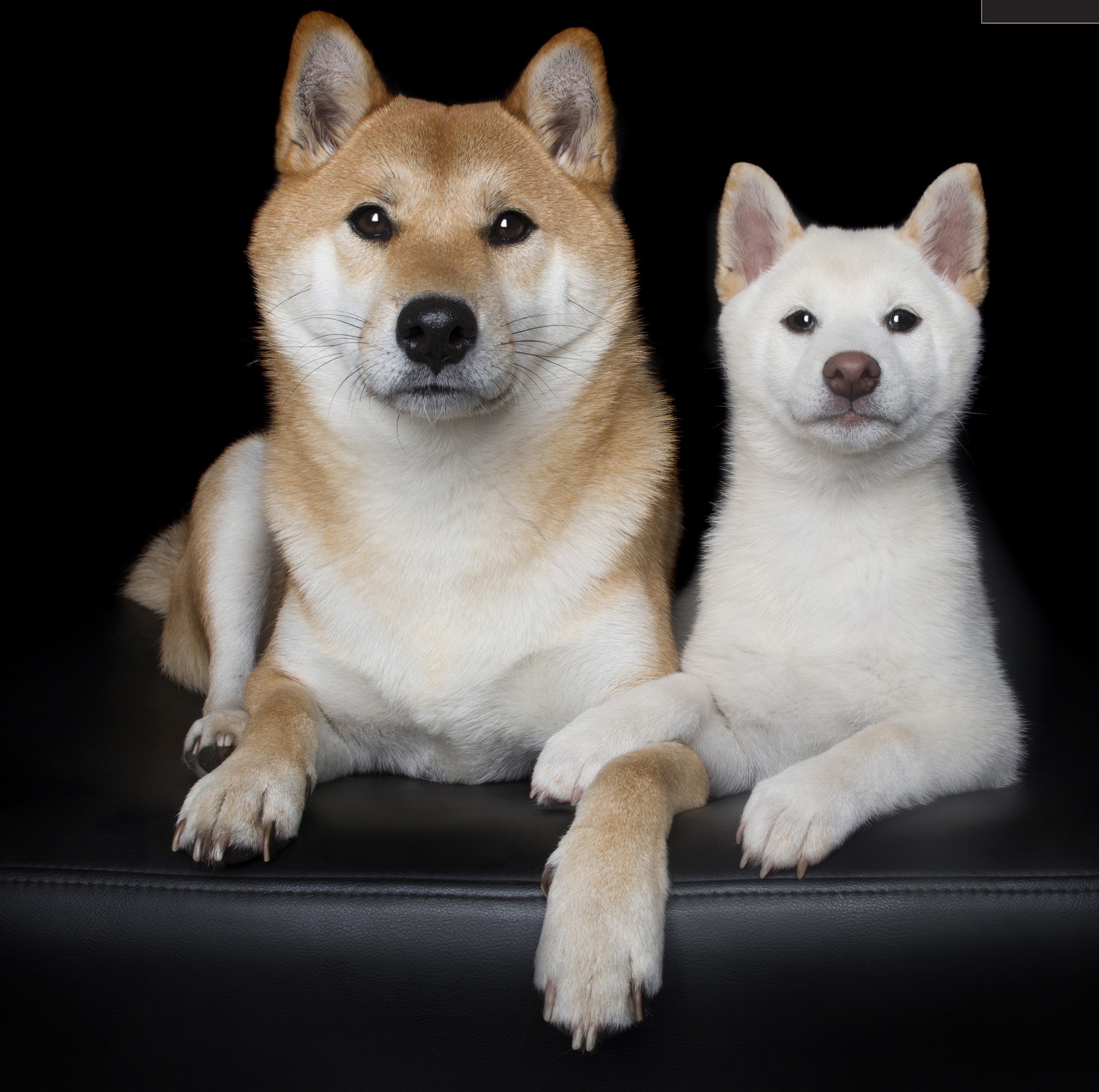 New Dog Laws For NSW Dogslife Dog Breeds Magazine New Dog Laws For NSW Dogslife Dog Breeds Magazine