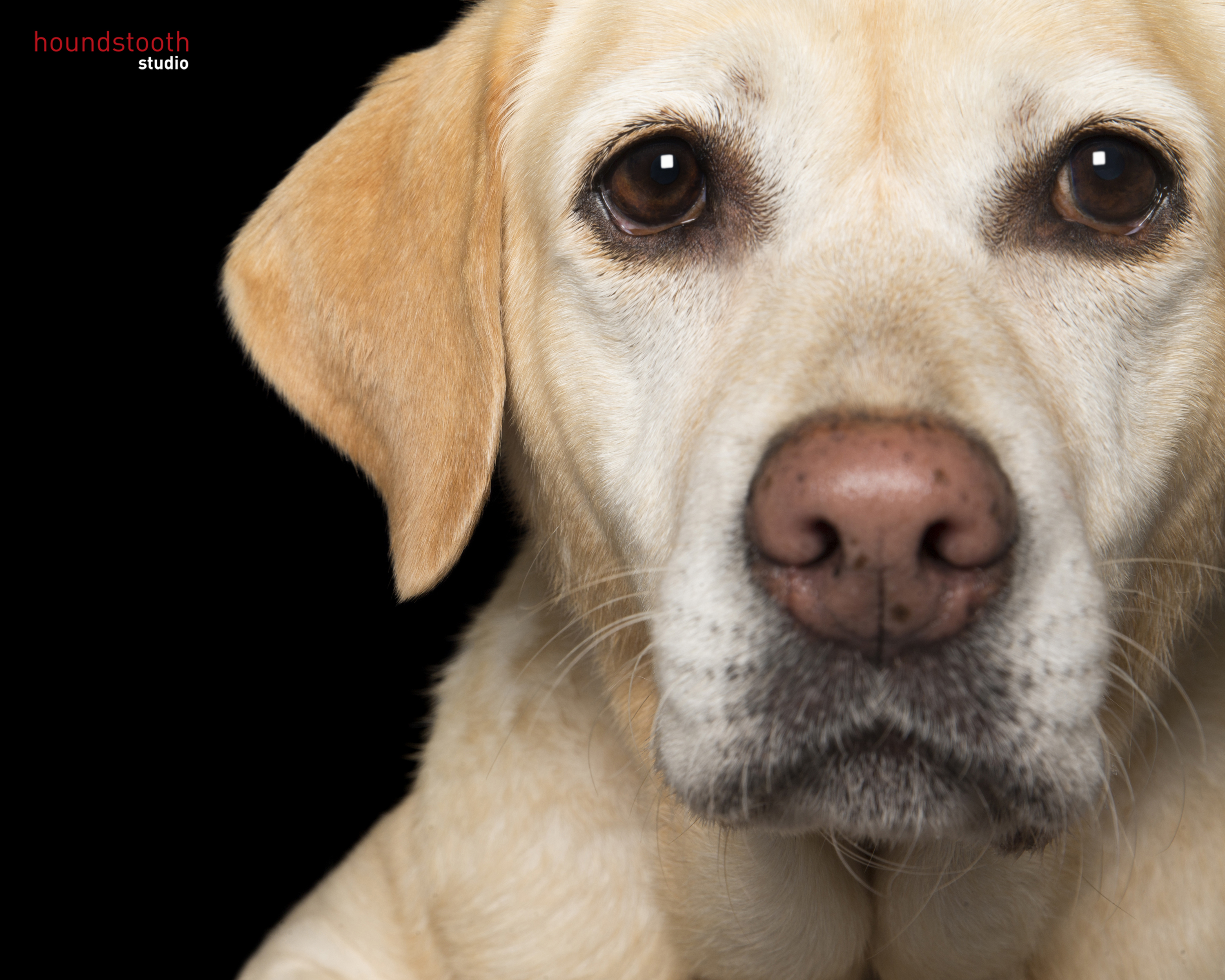 A Sight For Sore Eyes Dogslife Dog Breeds Magazine A Sight For Sore Eyes Dogslife Dog Breeds Magazine