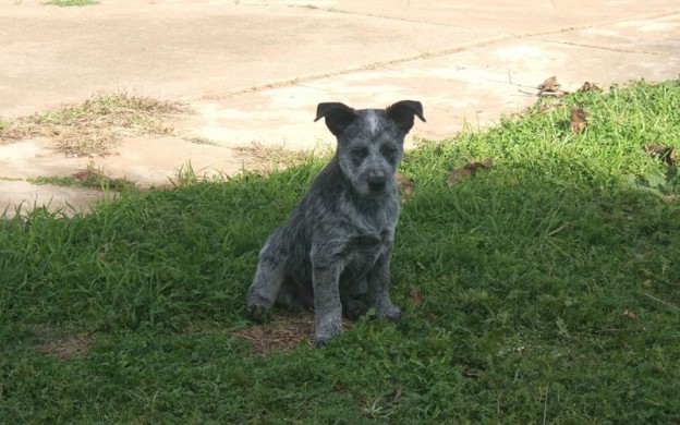 Australian Stumpy Tail Cattle Dog: Breed Facts and Care Information ...