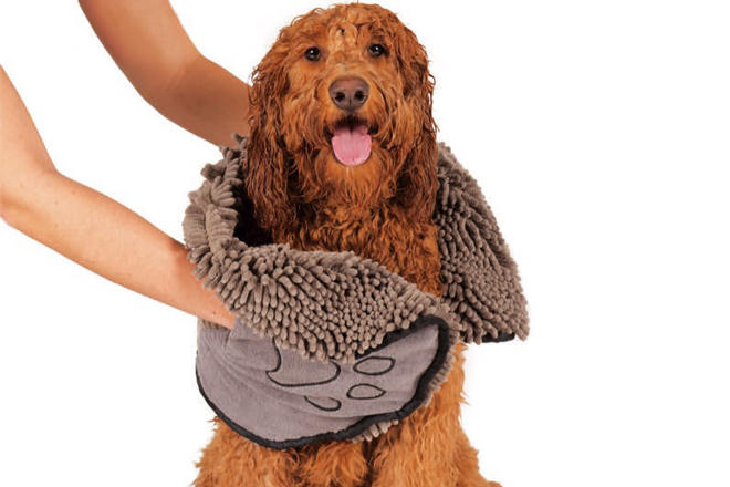 Competitions Archives - DogsLife - Dogslife. Dog Breeds Magazine